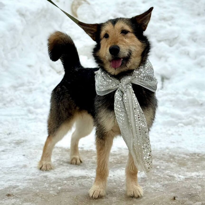 Щенок в добрые руки