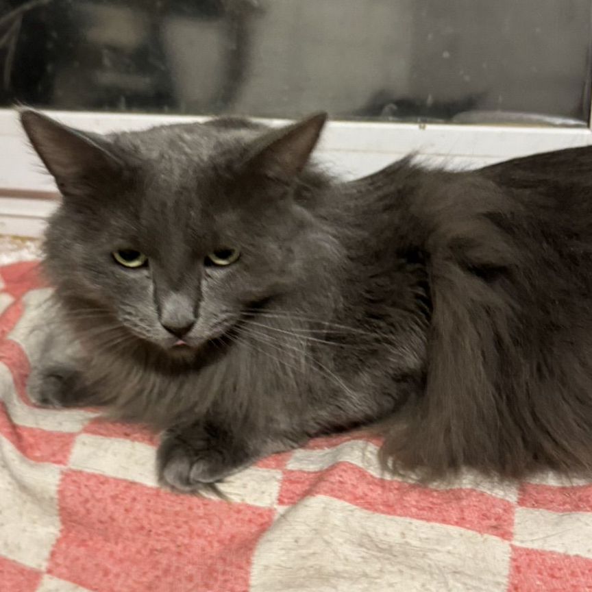 Серый пушистик