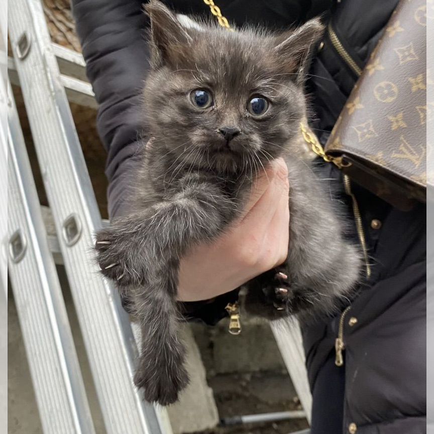 Котёнок в добрые руки
