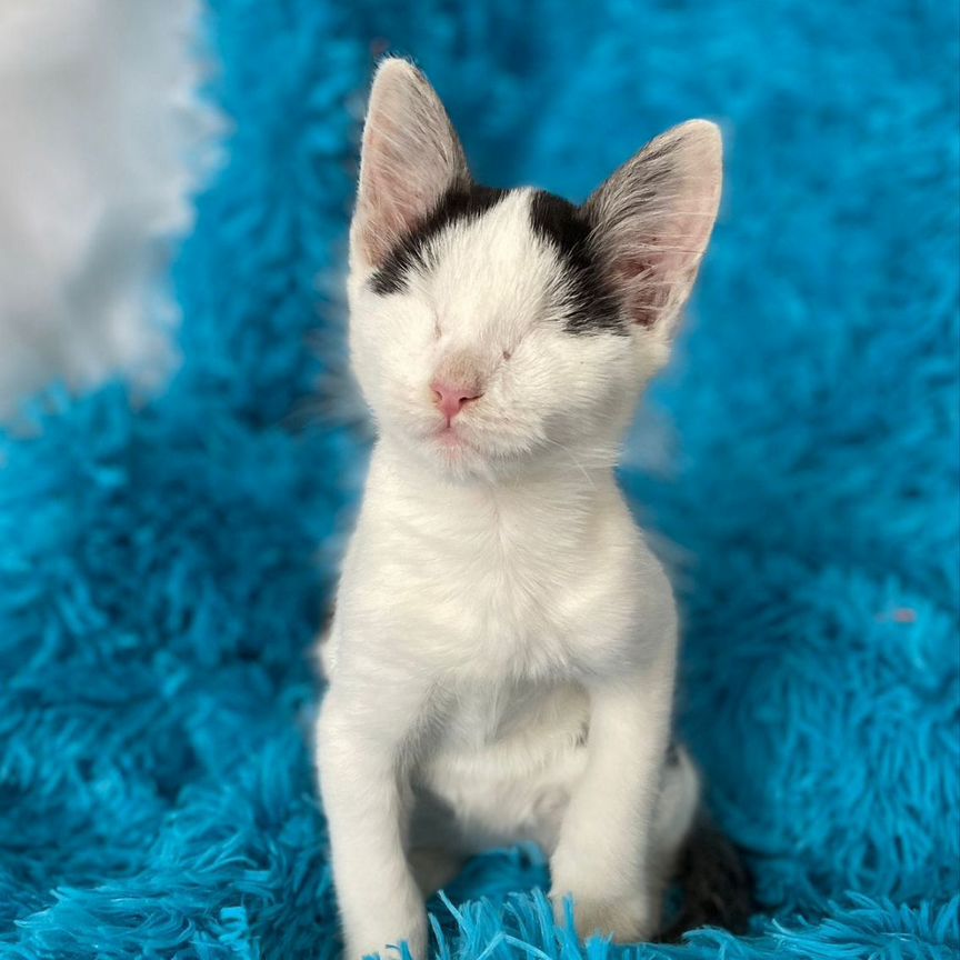 Мечта Архыза найти дом