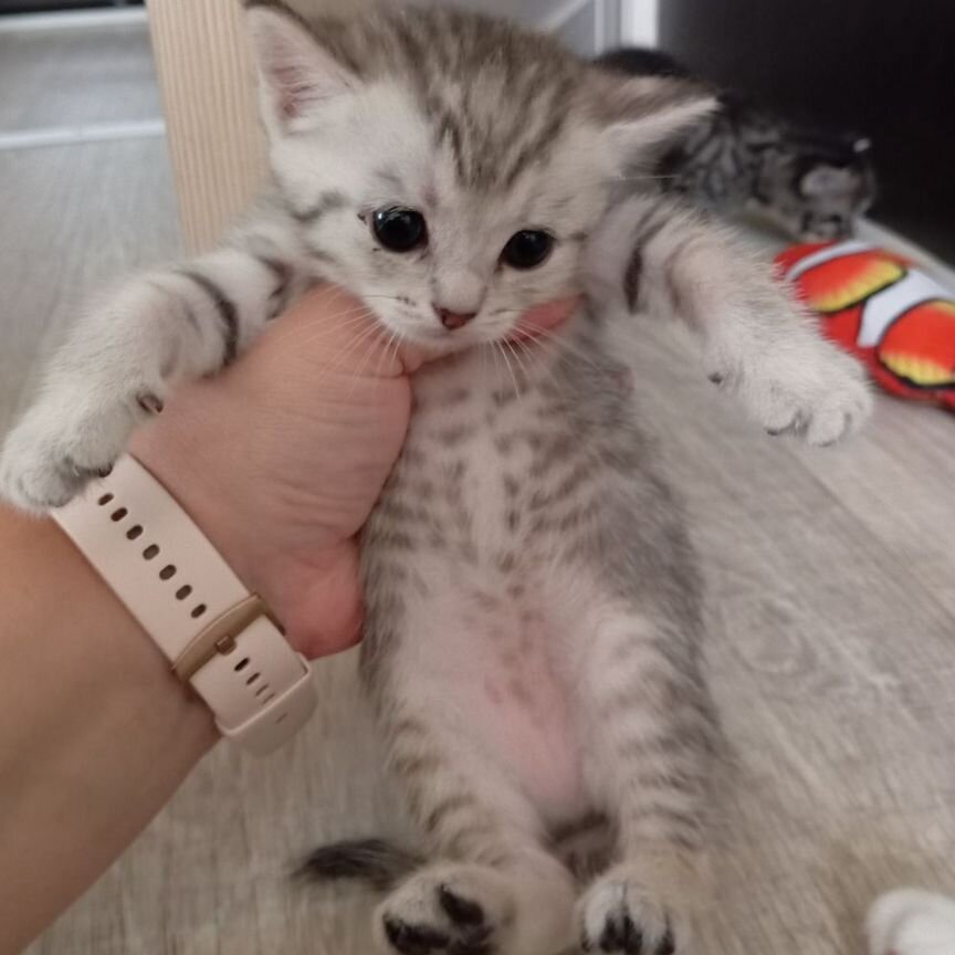 Котята шотландцы вислоухие