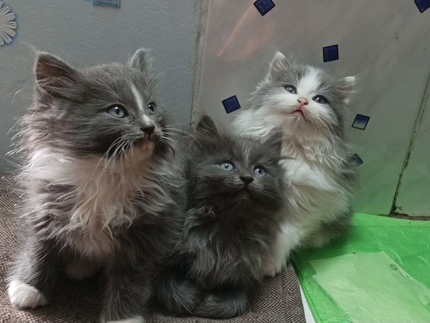 Котята в добрые руки бесплатно