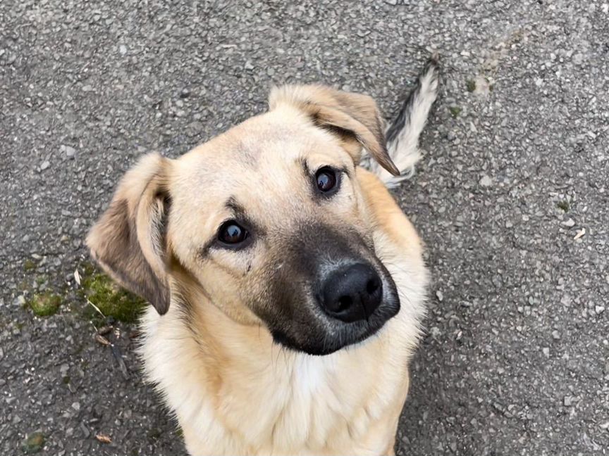 Собака в добрые руки