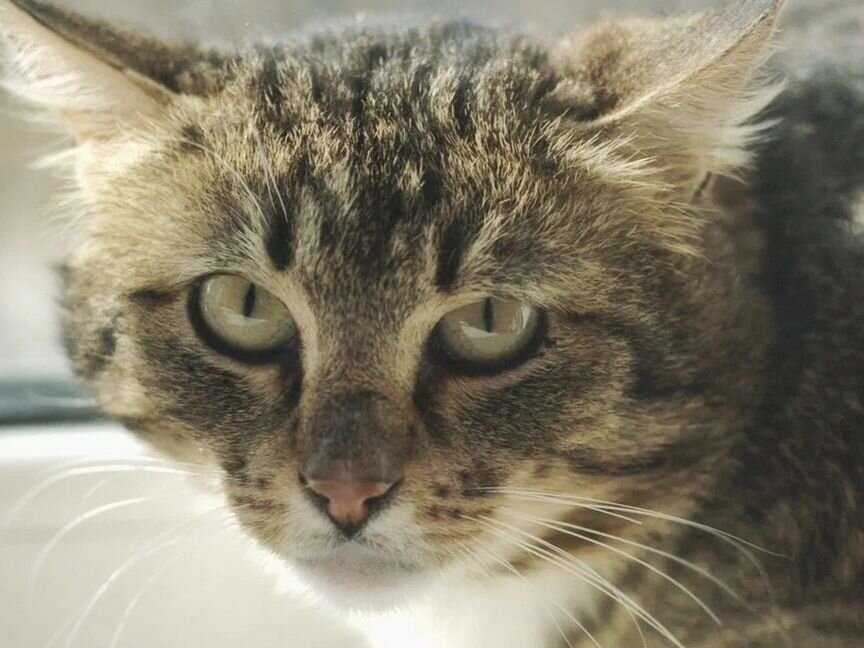 Котик Тимошечка