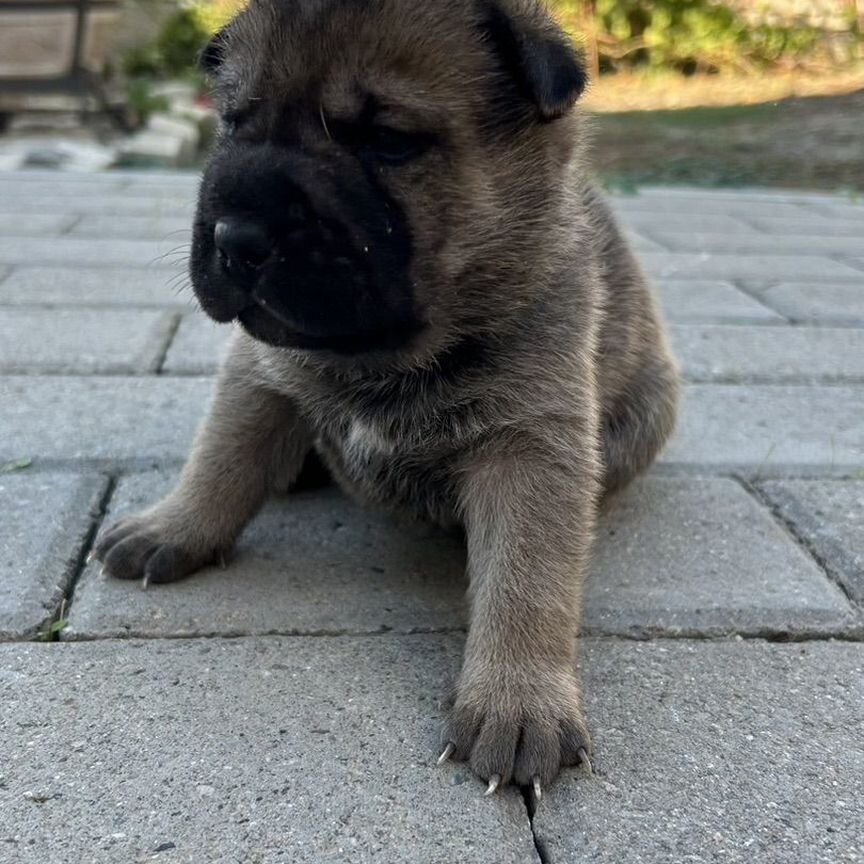 Щенки в добрые руки