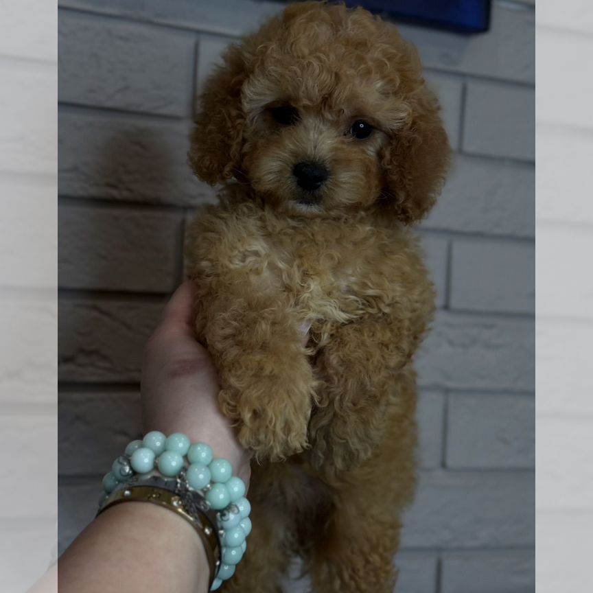 Кавапу, щенок