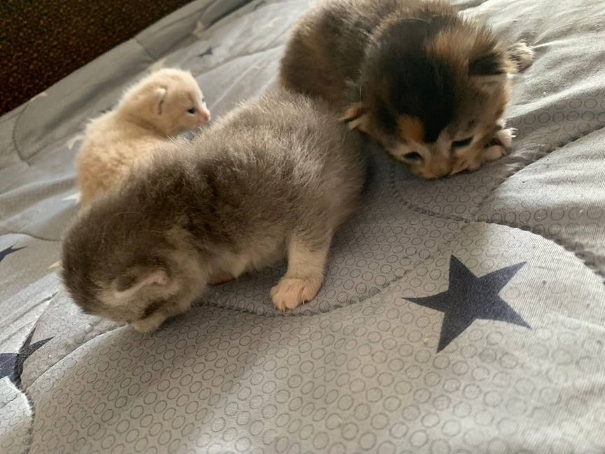 Шотландские прямоухие котята