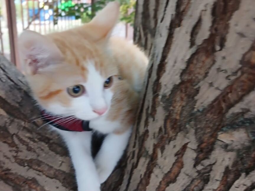 Кот 10 мес