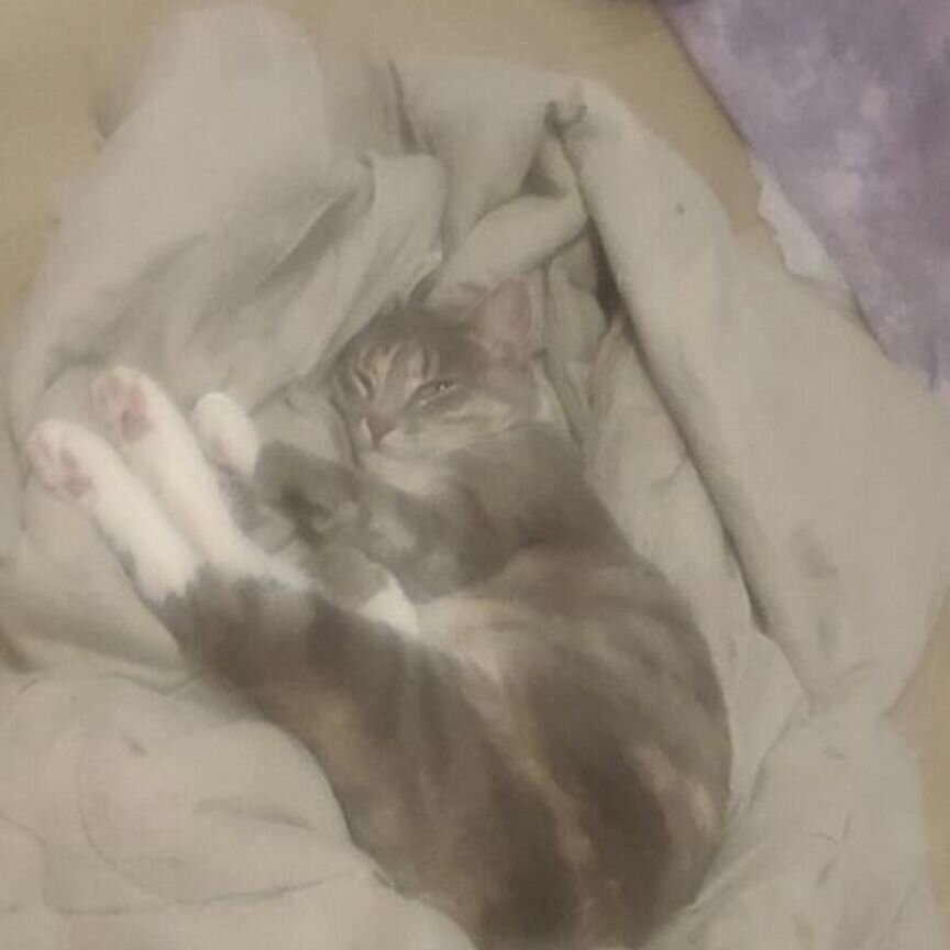 Отдам в добрые руки кошечку