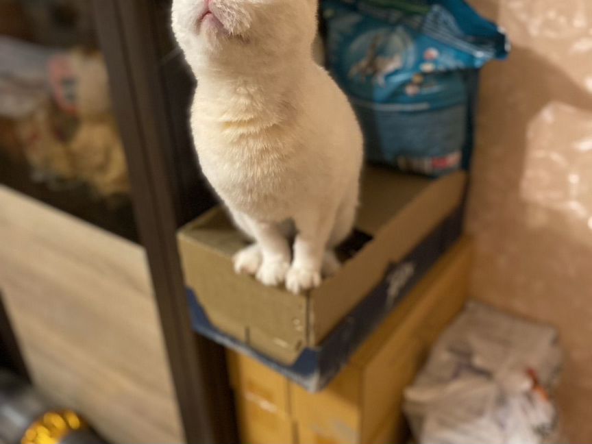 Беляшик девочка