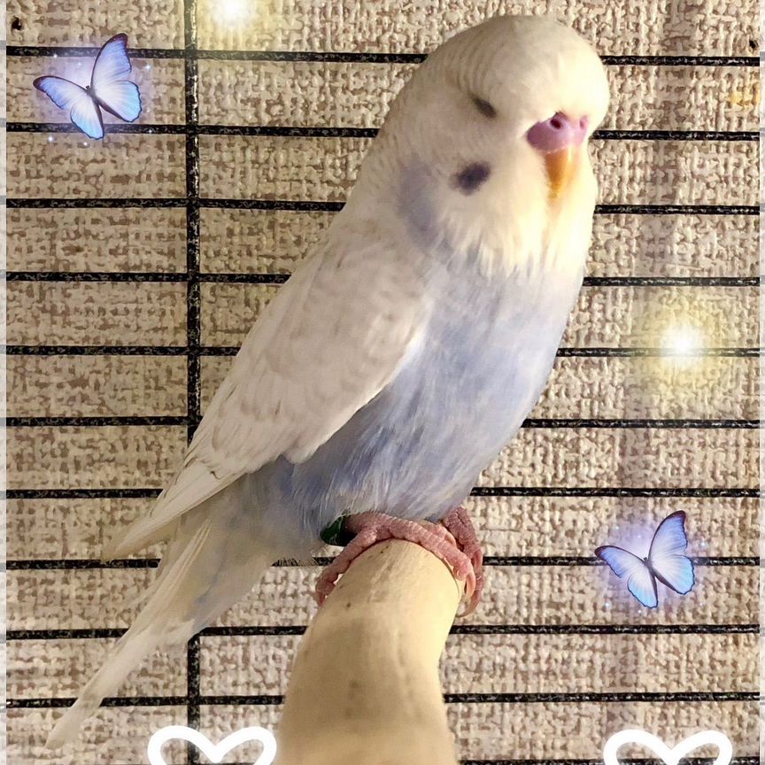 Выставочный волнистый попугай ввп Чех