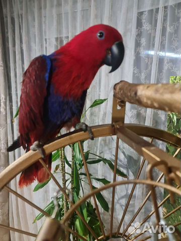 Попугай эклектус, благородный попугай