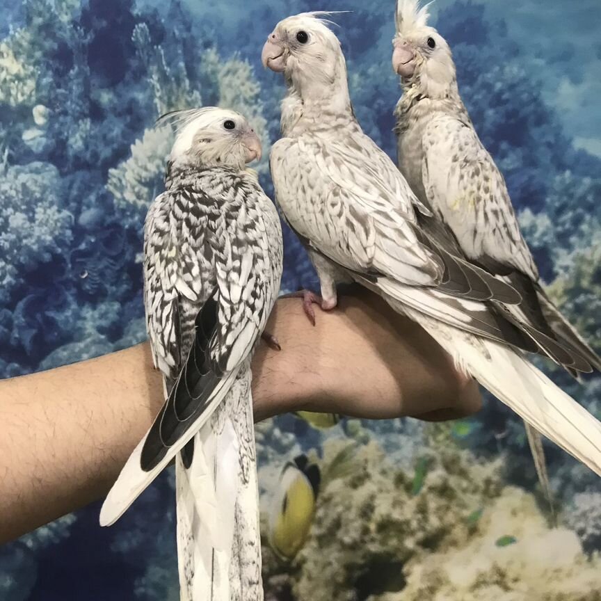 Попугай карелла птенцы выкормыши безщеки жемчужные