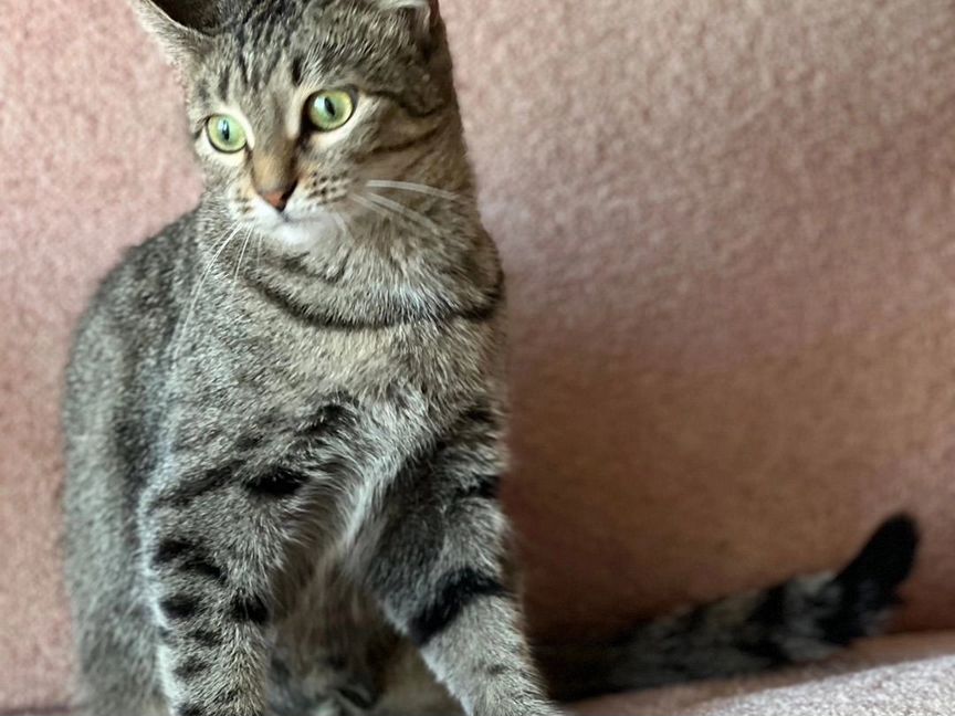 Кошечка лапочка