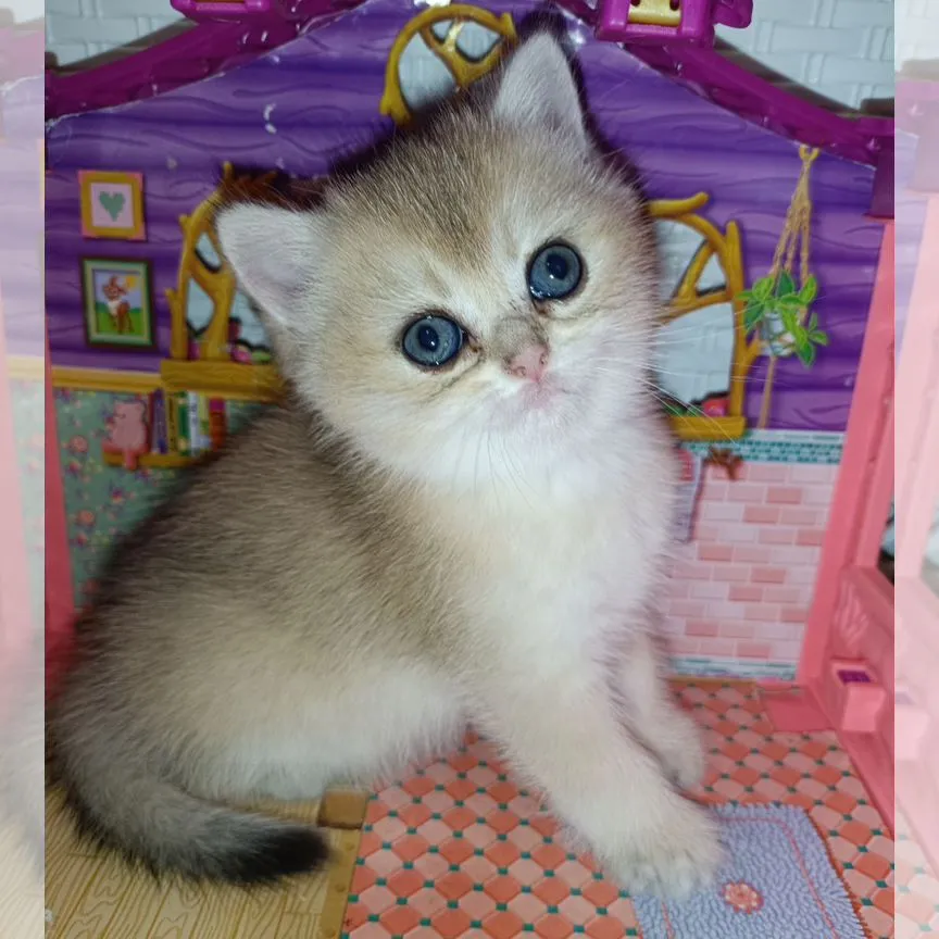 Британская кошечка