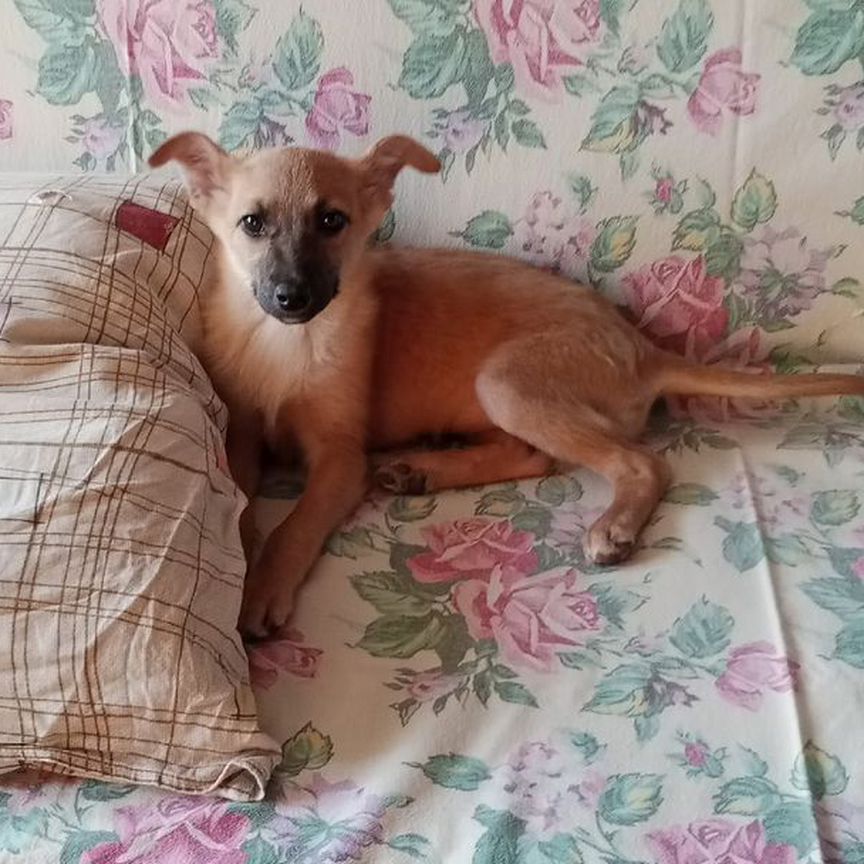 Щенок в добрые руки