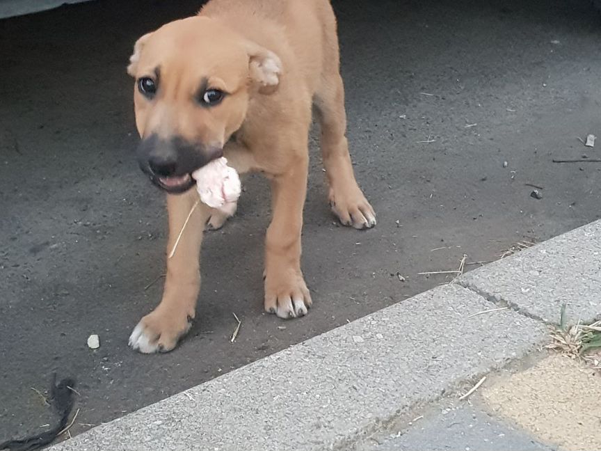 Собака в добрые руки щенок