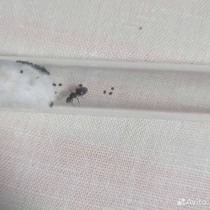 Муравьиная матка Lasius niger