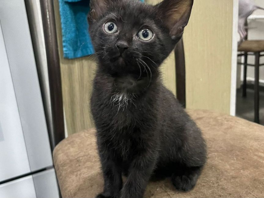 Котёнок дитя сфинкса