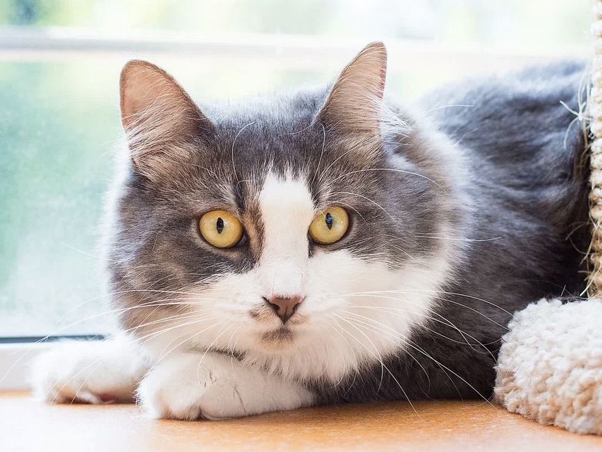 Пушистая кошечка Ангрбода