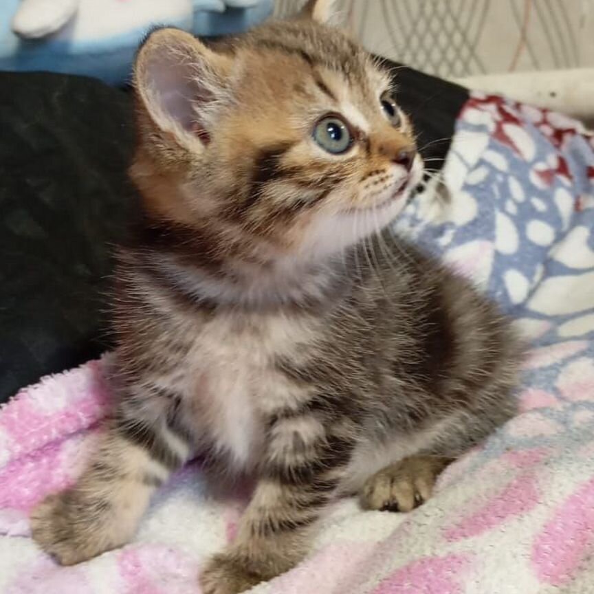 Британская кошечка