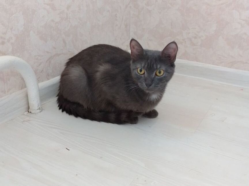 Кошки в добрые руки бесплатно