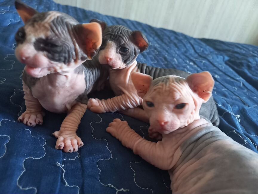 Канадский сфинкс котенок