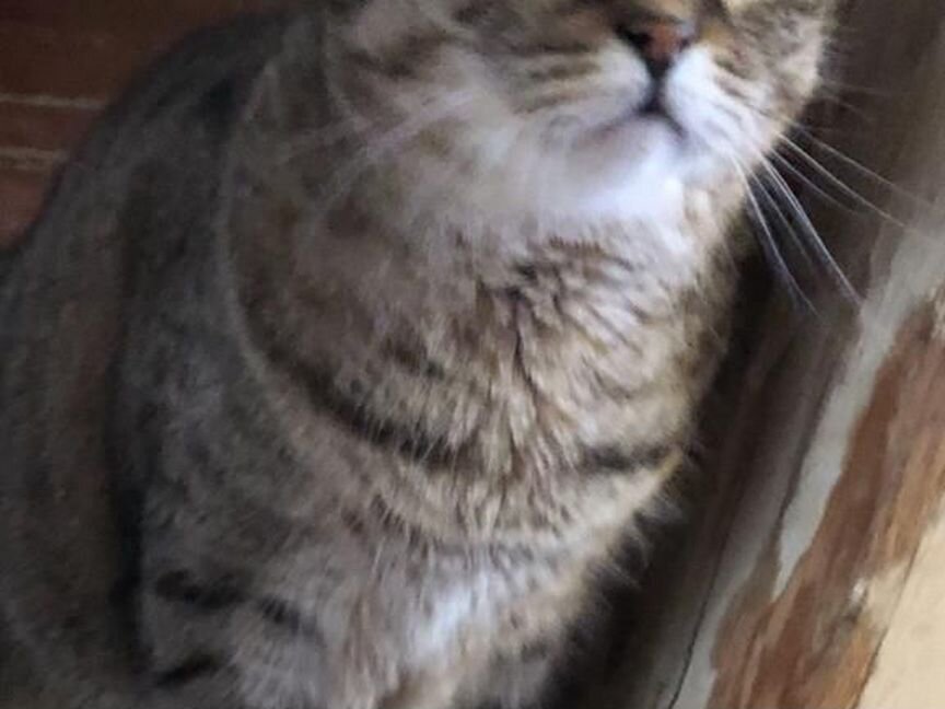 Кошка