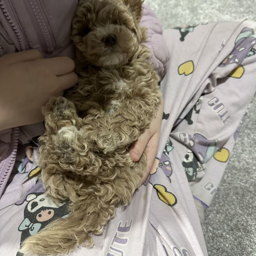 Мальтипу f1 мини