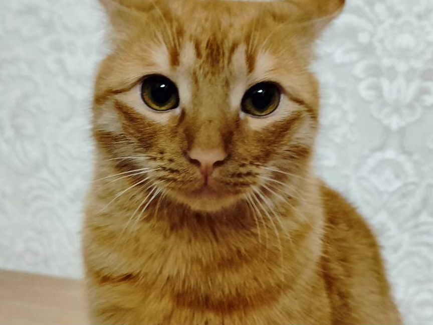 Рыжий кот в добрые руки
