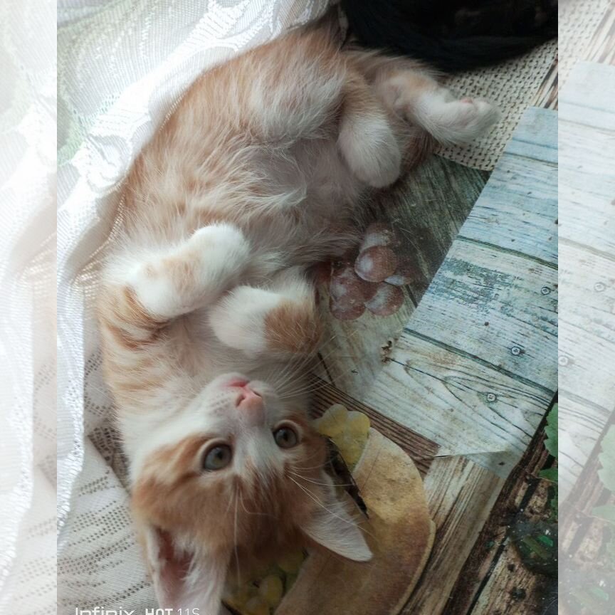 Котенок в дар