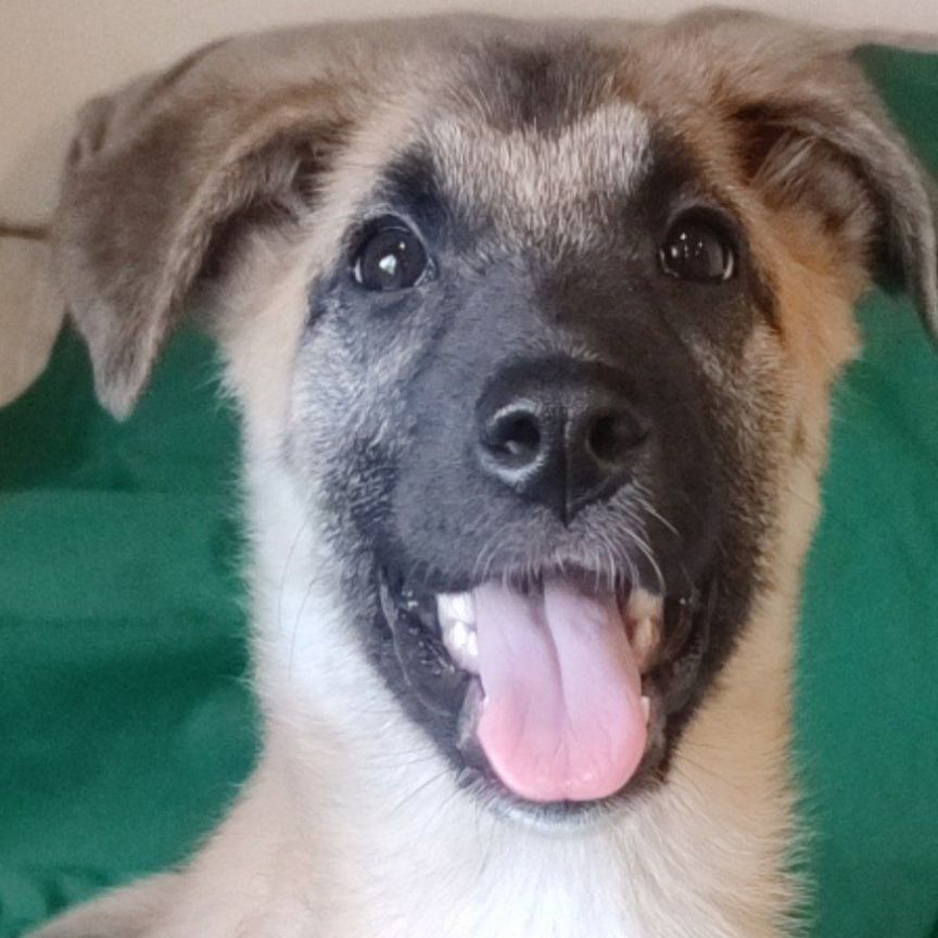 Щенок в добрые руки