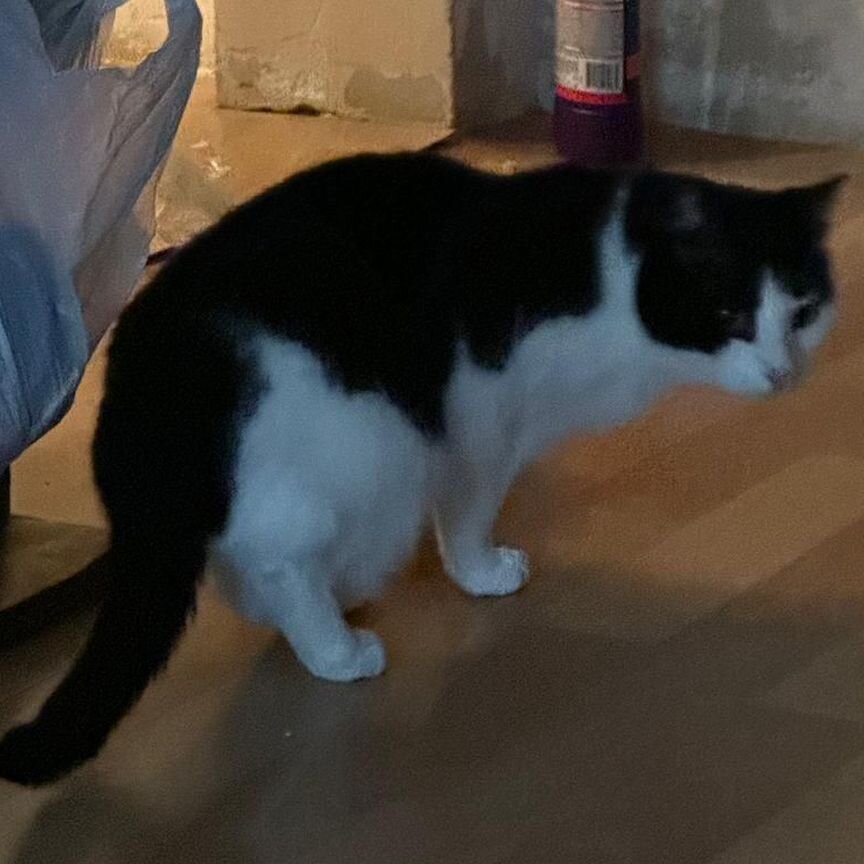 Сококе, взрослая кошка