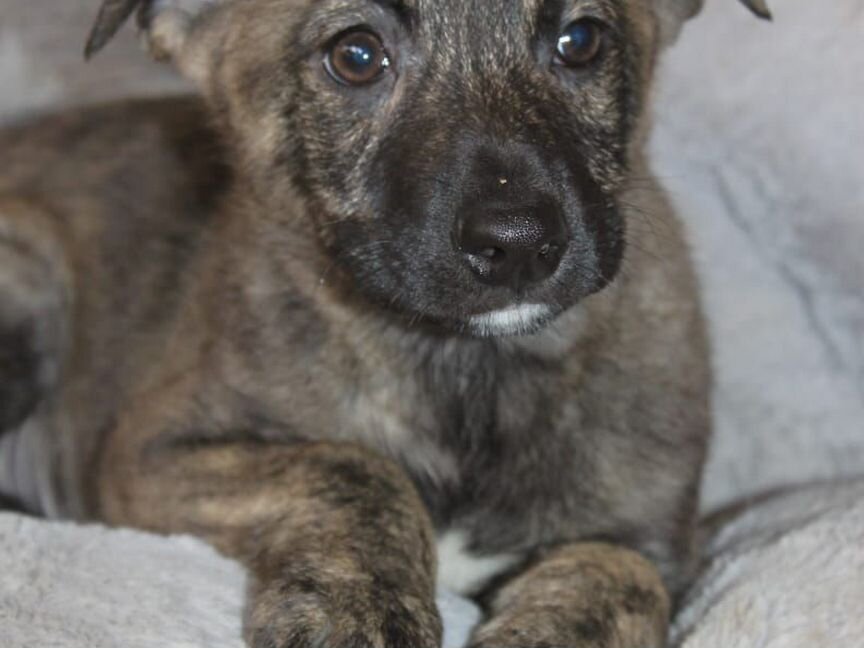 Щеночек в добрые ручки