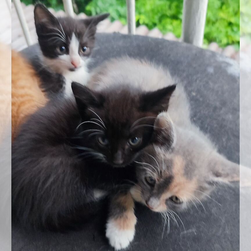 Котята в добрые руки 1 месяц