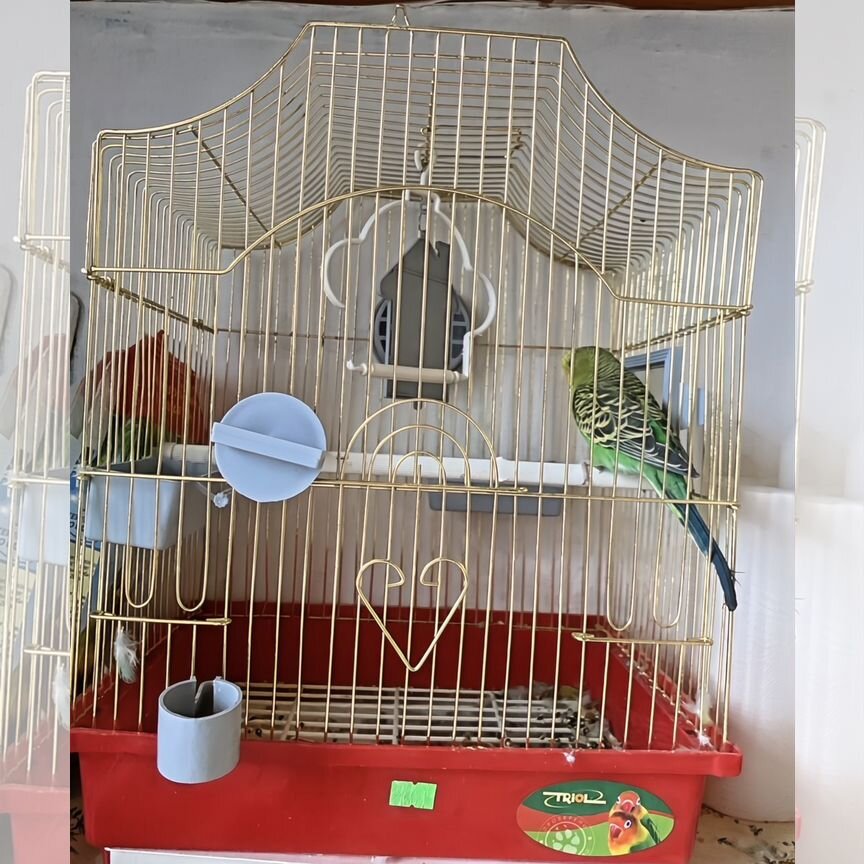 Волнистый попугай с клеткой москва