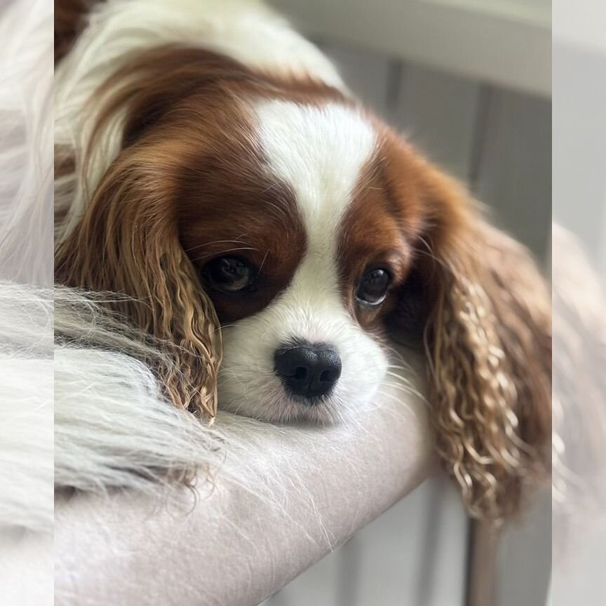 Кавалер кинг-чарльз-спаниель, вязка