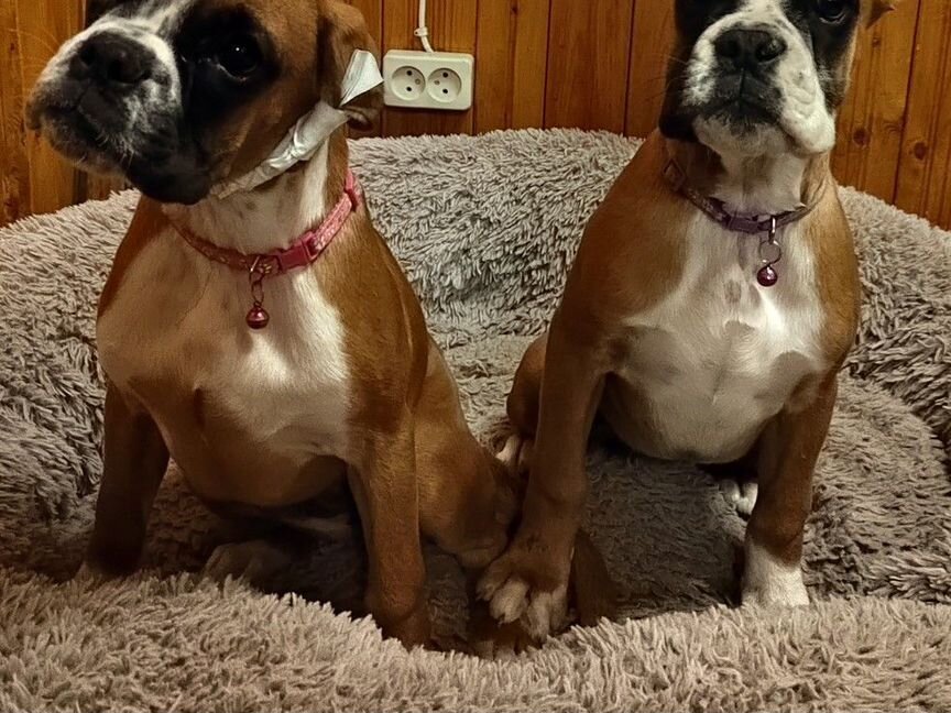 Немецкий боксёр девочки