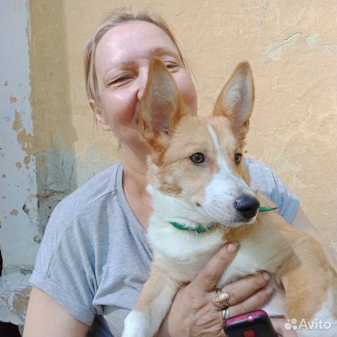 Щенок от мелкой собачки