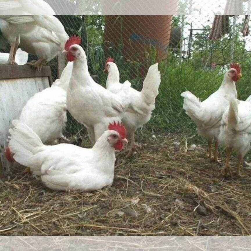 Куры несушки 11 мес.разных пород доставка