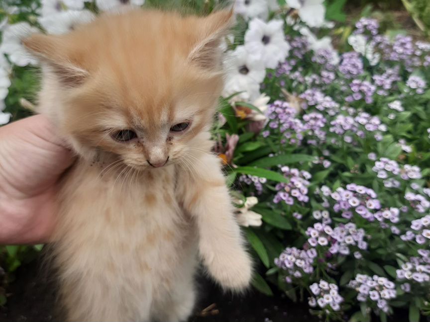Котята в добрые руки