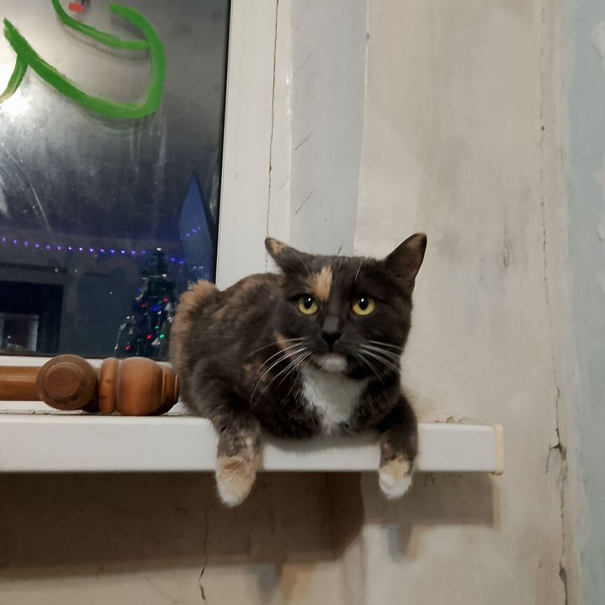 Кошка 4 года