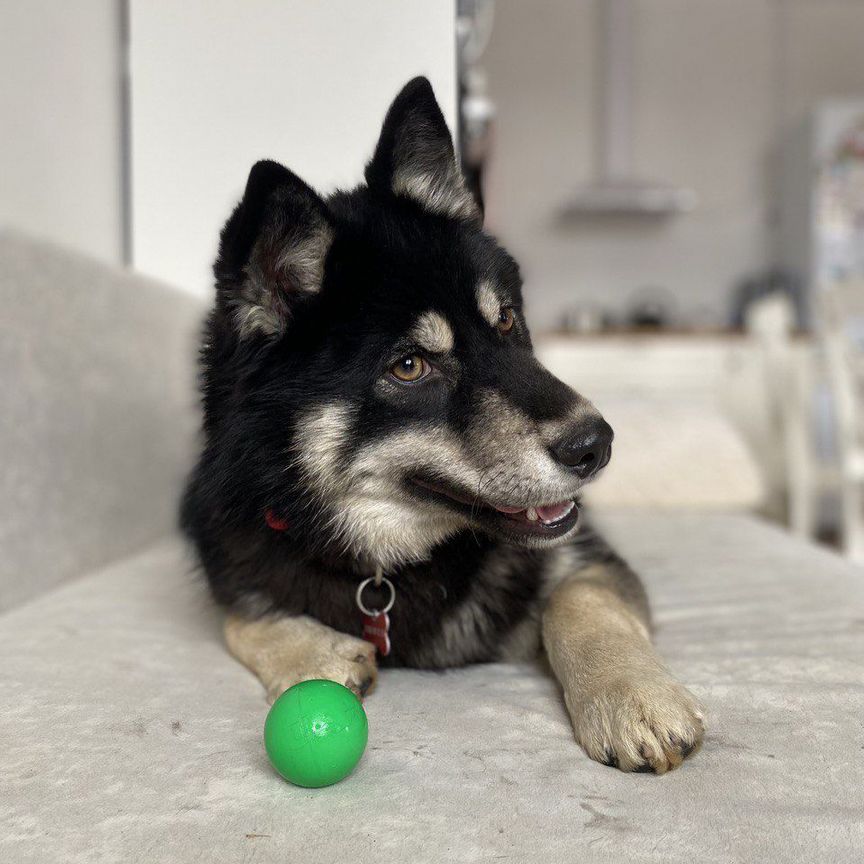 Щенок в добрые руки бесплатно