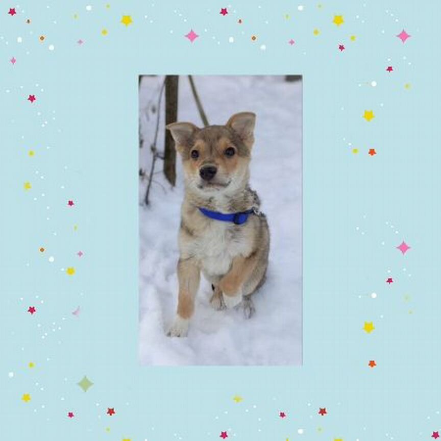 Щенки бесплатно, доставка