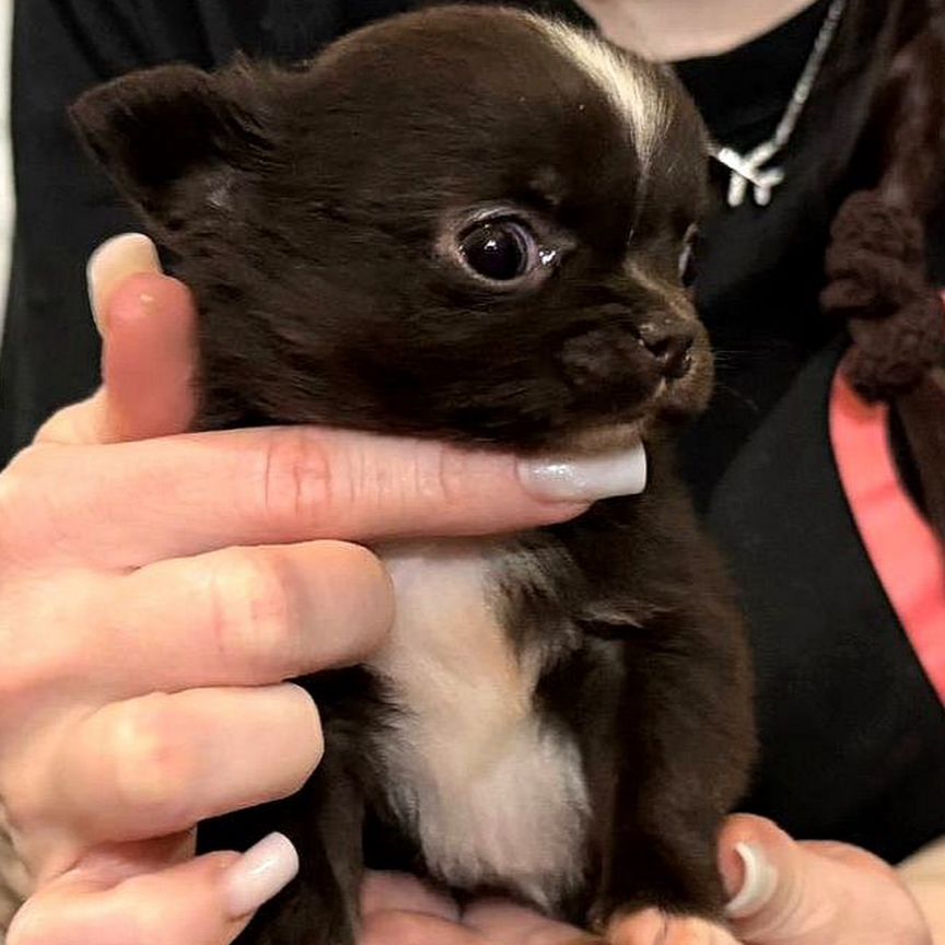 Чихуахуа, щенок