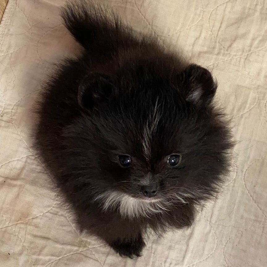 Померанский шпиц, щенок