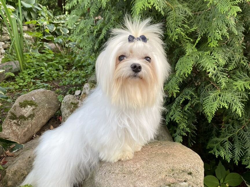 Болонка мальтийская мальтезе в добрые руки