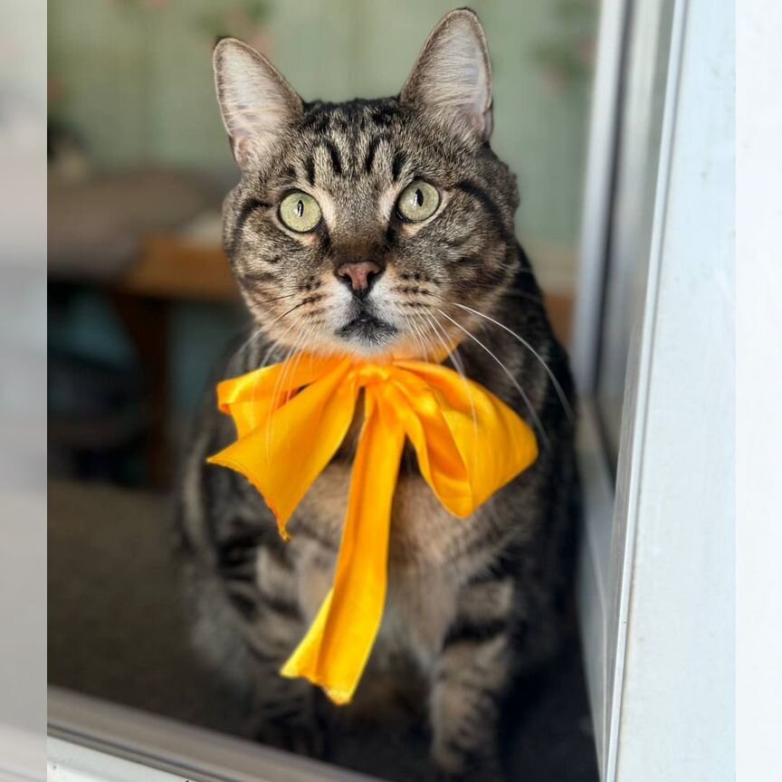 Кот Жан из приюта бесплатно