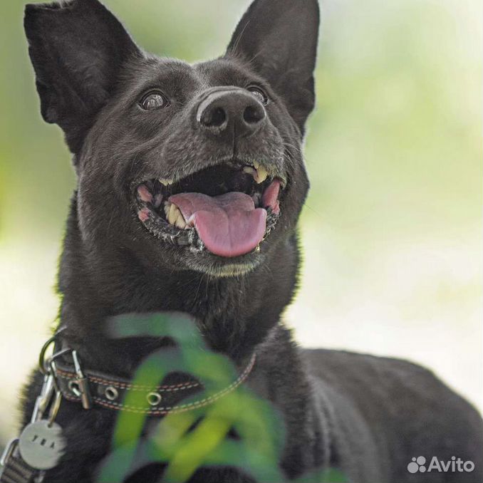 Ласковая Уша ищет дом