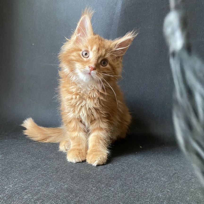 Мейн-кун красный мрамор с кисточками